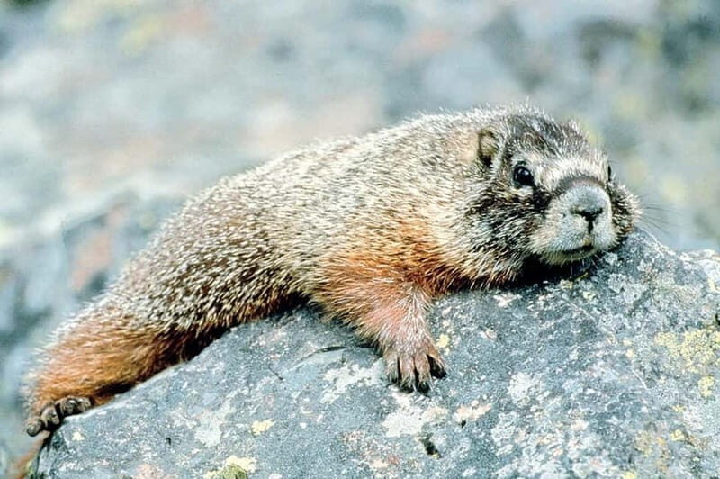 VENICE : DISCOVER WILD ANIMALS IN THE DOLOMITES - Key Points
