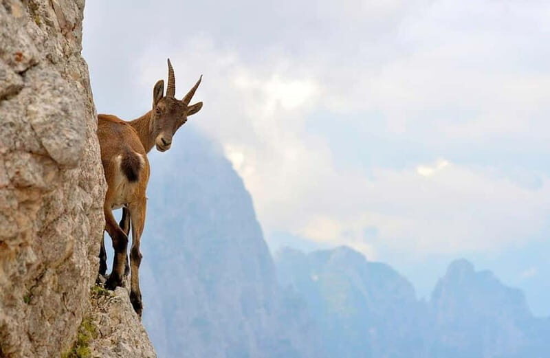 VENICE : DISCOVER WILD ANIMALS IN THE DOLOMITES - Reviews and Real-World Feedback
