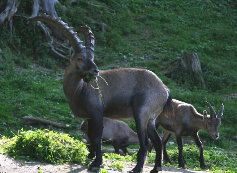 VENICE : DISCOVER WILD ANIMALS IN THE DOLOMITES - The Sum Up: Who Should Consider This Tour?