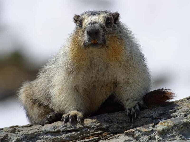 VENICE : DISCOVER WILD ANIMALS IN THE DOLOMITES - FAQ