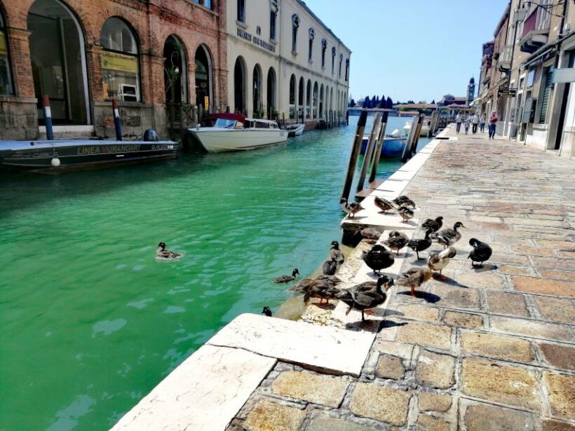Venice: Mazzorbo, Burano and Murano Island Walking Tour - Authenticity and Real Traveler Feedback