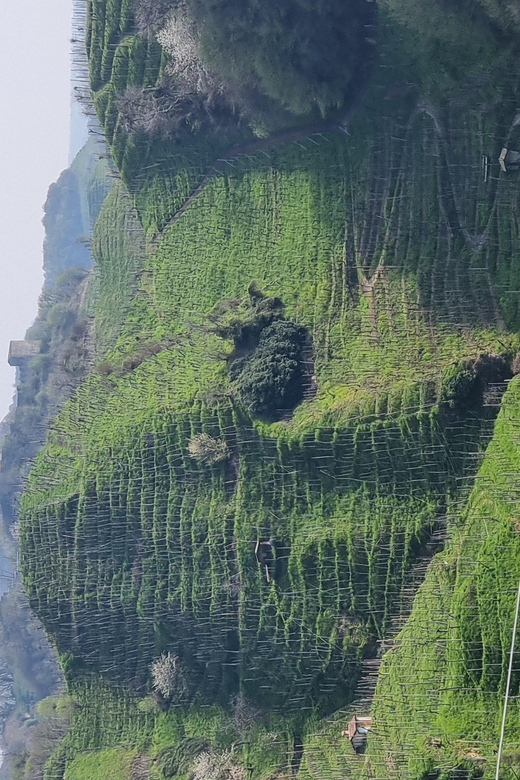 VENICE : PROSECCO Hills Tour With Tasting and Wine!! - Timing and Availability