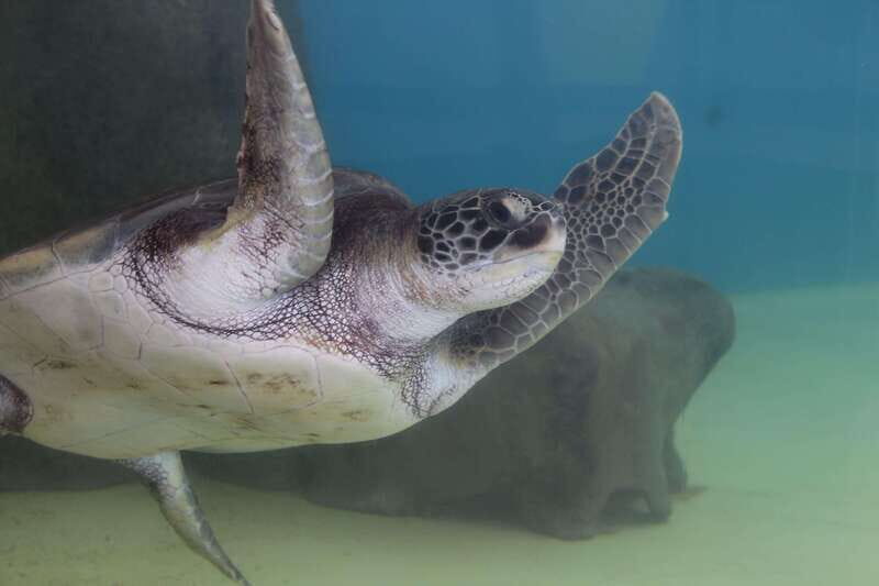 Veracruz: 5-Attraction Tour with Aquarium and Boat Tour - The Sum Up: Is This Tour Worth It?