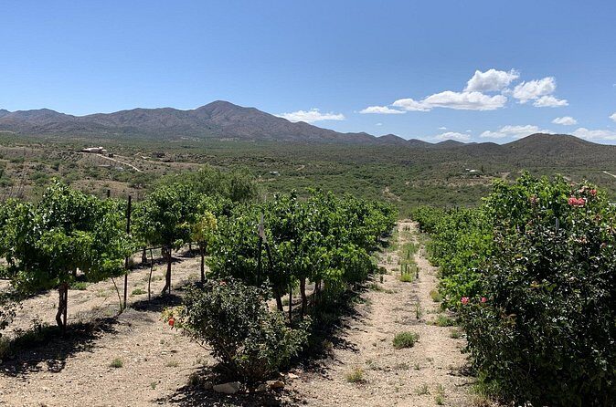 Verde Valley Wineries and Sedona Red Rocks Private Day Tour - Experience the Flavors of Arizona