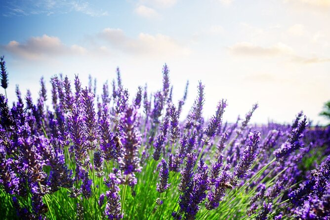 Verdon Canyon and its Lake Full Day Tour - Authentic Experiences and Practical Tips