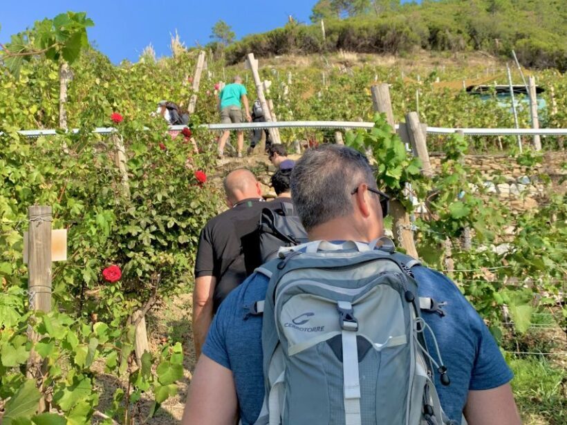 Vernazza: Panoramic Vineyard Trekking Tour w/ Wine Tasting - An Immersive Vineyards Experience with Views and Flavors