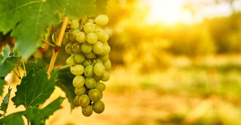 Verona: private tour of Soave and Amarone - A Closer Look at the Tour