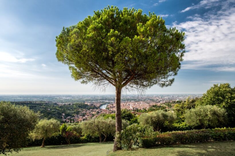 Verona: Wine Tasting with Snacks and Panoramic City Views - Practical Tips for Visiting