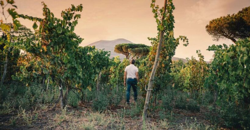 Vesuvio National Park: Wine Tasting & Tour with Light Lunch - Who Will Enjoy This Tour?