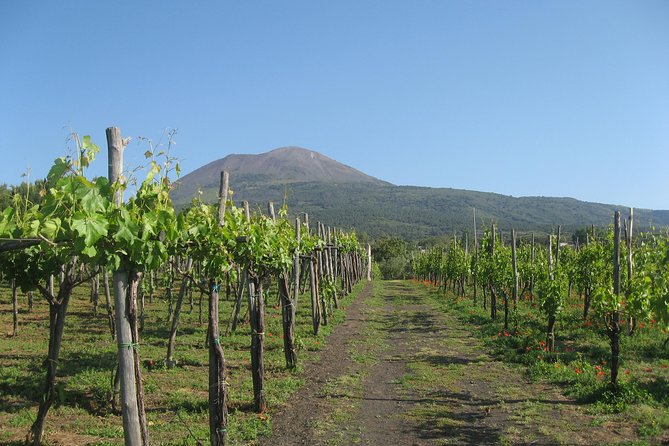 Vesuvius & Vineyard Select From Sorrento - Hiking to Mt. Vesuvius Crater