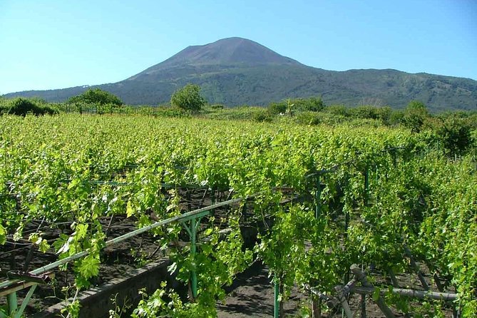 Vesuvius & Vineyard Select From Sorrento - Important Meeting and Pickup Information