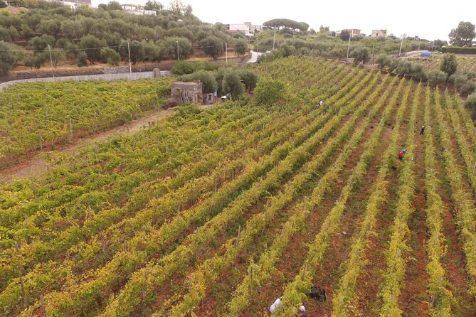 Vesuvius Wine Tasting With Company Tour - Wine and Food Offerings on the Tour