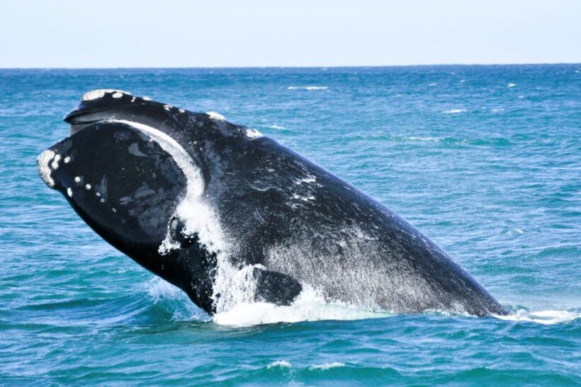Victor Harbor: Southern Ocean Adventure Cruise with Guide - Who Will Love This Tour?