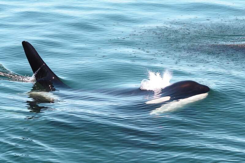 Victoria: 3-Hour Whale Watching Tour - Key Points