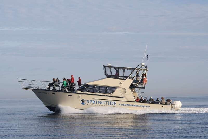 Victoria: 3-Hour Whale Watching Tour - What to Expect from the Tour