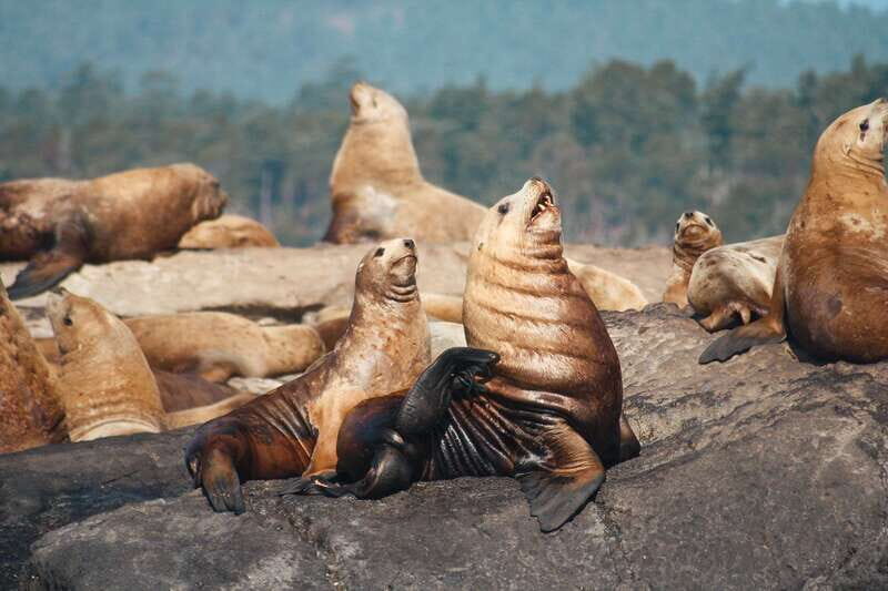 Victoria: 3-Hour Whale Watching Tour - The Experience from the Traveler’s Perspective