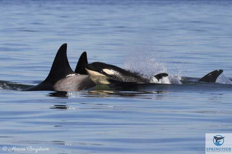 Victoria: 3-Hour Whale Watching Tour - Considerations Before Booking