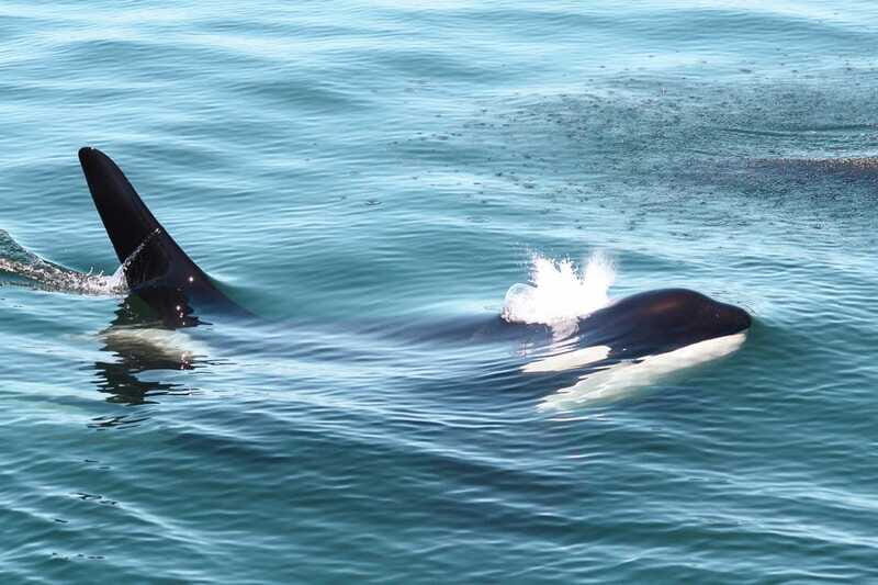Victoria: 3-Hour Whale Watching Tour - Summary of Benefits and Who Will Love It