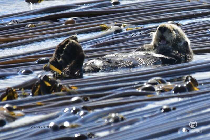 Victoria: 3-Hour Whale Watching Tour - Final thoughts
