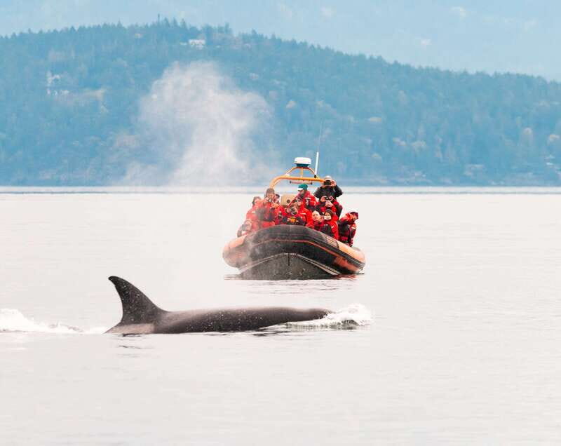 Victoria: 3-Hour Zodiac Whale-Watching Tour - Introduction: A Thrilling Encounter with Marine Life