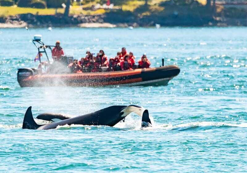 Victoria: 3-Hour Zodiac Whale-Watching Tour - Practical Tips for Your Tour