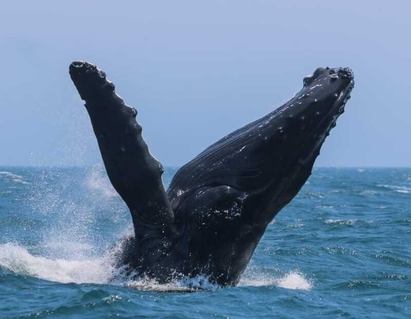 Victoria: 3-Hour Zodiac Whale-Watching Tour - The Sum Up: Who Will Love This Tour?