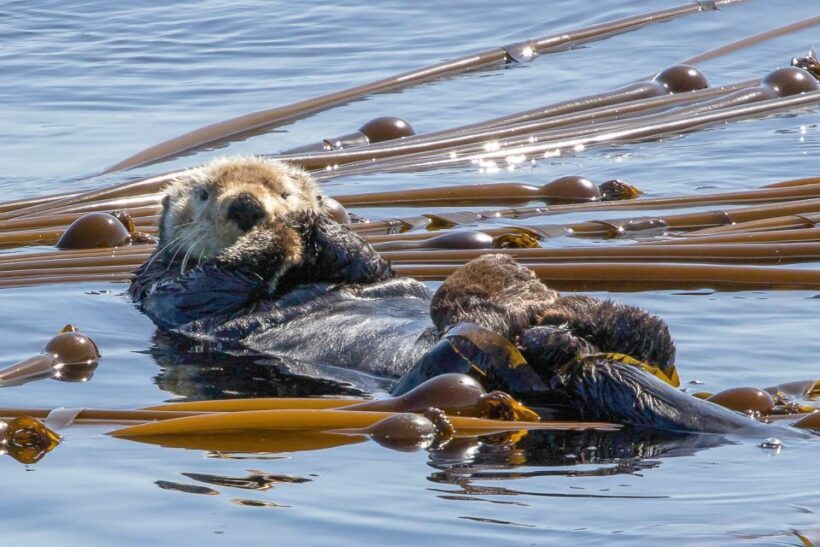 Victoria: 3-Hour Zodiac Whale-Watching Tour - Final Thoughts