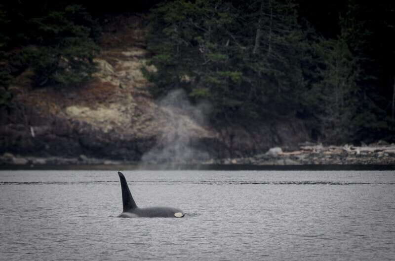 Victoria: 4-Day Tofino and Port Renfrew Tour with Flights - A Closer Look at the Tour Experience