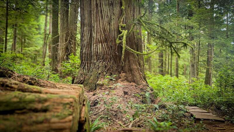 Victoria: 4-Day Tofino and Port Renfrew Tour with Flights - Who Should Consider This Tour?