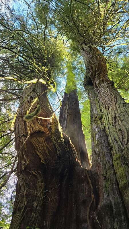 Victoria: 4-Day Tofino and Port Renfrew Tour with Flights - FAQ