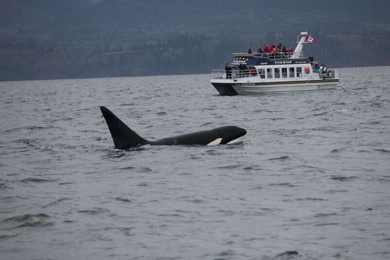 Victoria BC: 3 Hour Expedition Catamaran Whale Watching Tour - An Overview of the Experience
