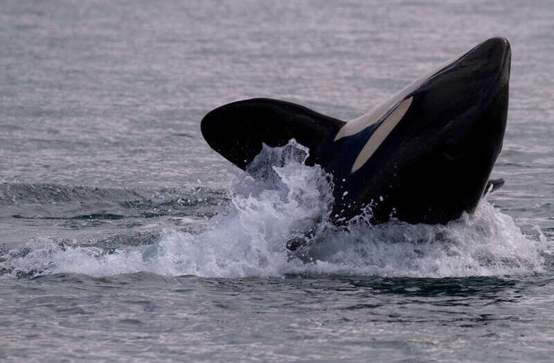 Victoria BC: 3 Hour Expedition Catamaran Whale Watching Tour - The Tour Logistics
