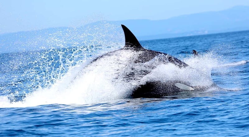 Victoria BC: 3 Hour Expedition Catamaran Whale Watching Tour - Why Choose This Tour?