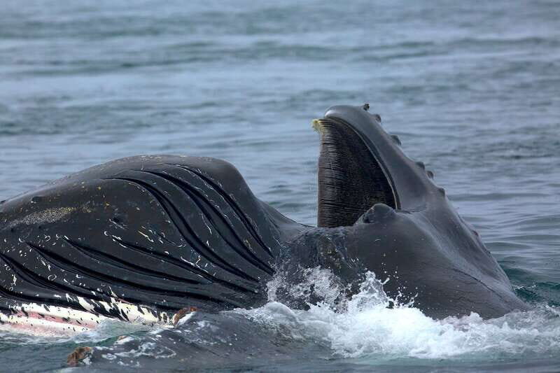 Victoria BC: 3 Hour Expedition Catamaran Whale Watching Tour - The Sum Up