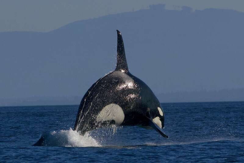 Victoria BC: 3 Hour Expedition Catamaran Whale Watching Tour - FAQ