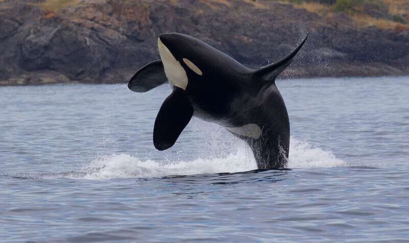 Victoria, BC: 3-Hour Ultimate Whale & Marine Wildlife Tour - An In-Depth Look at the Tour