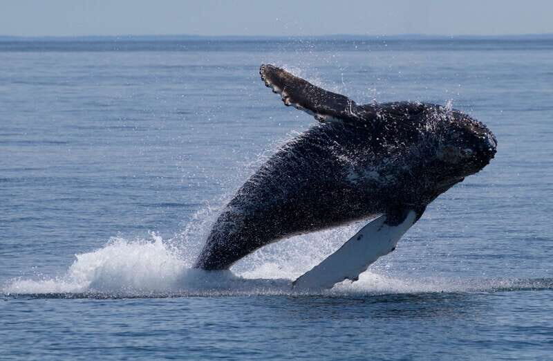 Victoria, BC: 3-Hour Ultimate Whale & Marine Wildlife Tour - Final Thoughts
