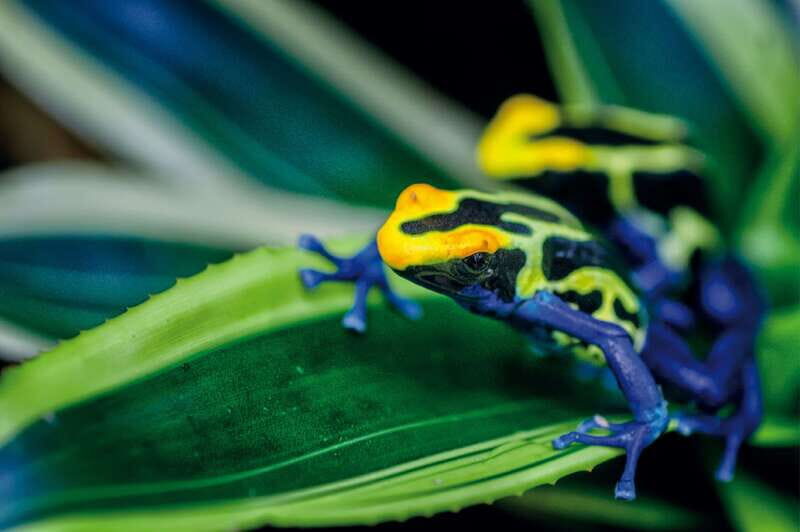 Victoria: Butterfly Gardens Admission Ticket - Gardens and Flora: A Tropical Feast for the Senses