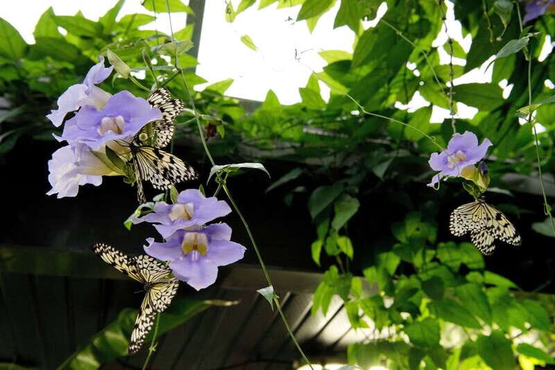 Victoria: Butterfly Gardens Admission Ticket - Who Should Visit?