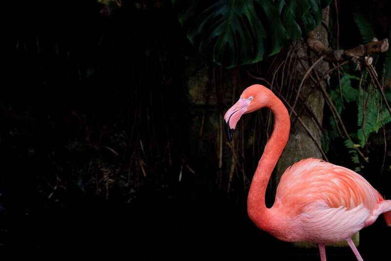 Victoria: Butterfly Gardens Admission Ticket - FAQ