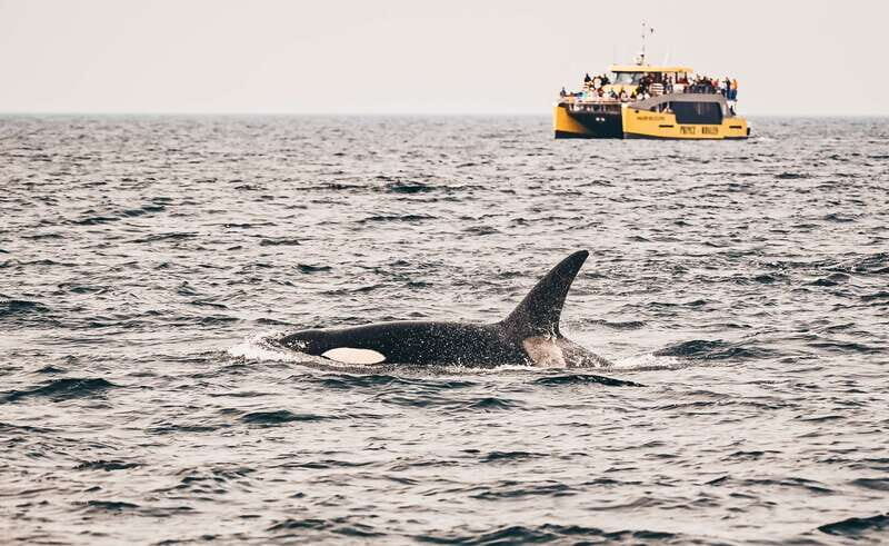 Victoria: Covered Whale Watching Adventure with Free Photos - Key Points