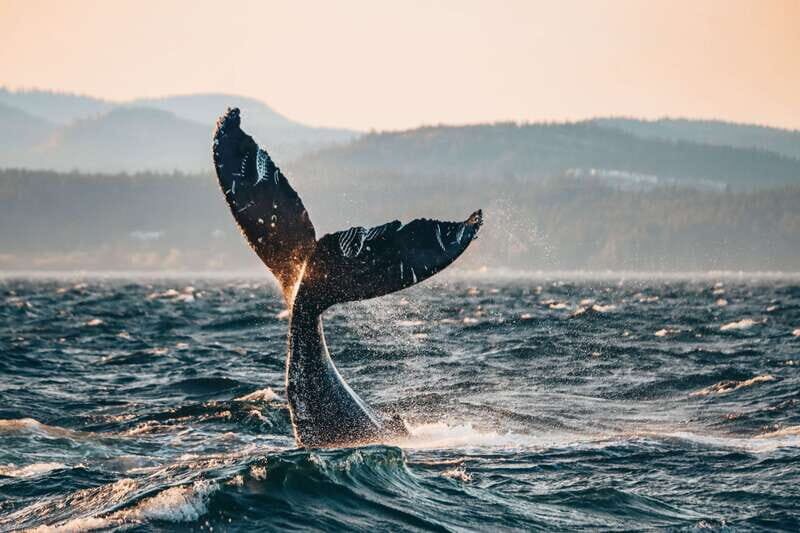 Victoria: Covered Whale Watching Adventure with Free Photos - An In-Depth Look at the Whale Watching Experience