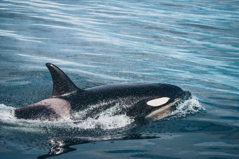 Victoria: Covered Whale Watching Adventure with Free Photos - Who Should Consider This Tour