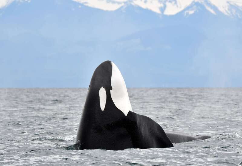 Victoria: Guided Wildlife-Watching Tour by Catamaran - Key Points