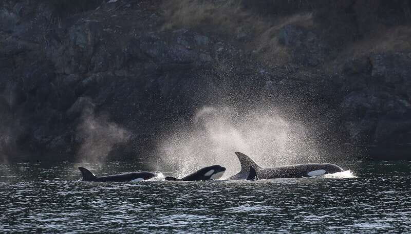 Victoria: Guided Wildlife-Watching Tour by Catamaran - An authentic taste of Victoria’s marine life