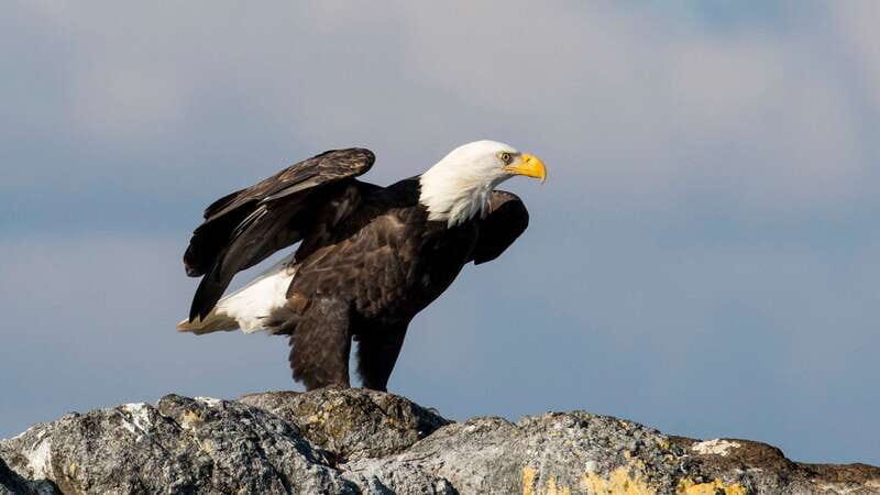 Victoria: Guided Wildlife-Watching Tour by Catamaran - The whale-watching experience