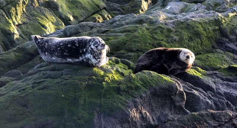 Victoria: Guided Wildlife-Watching Tour by Catamaran - Value for money