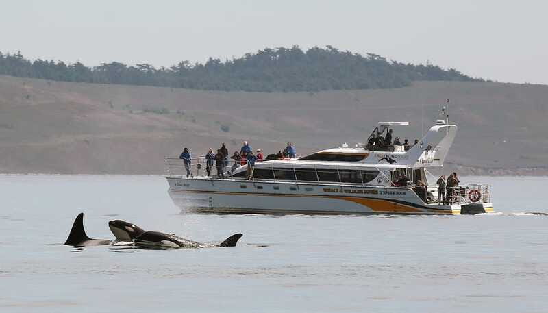 Victoria: Guided Wildlife-Watching Tour by Catamaran - What the reviews tell us