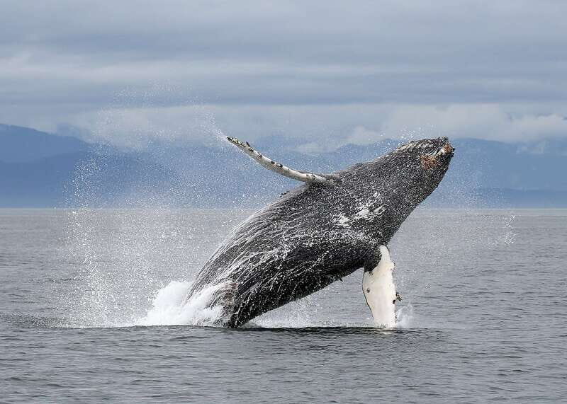 Victoria: Guided Wildlife-Watching Tour by Catamaran - Who would enjoy this tour?