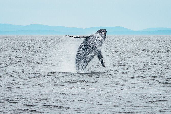 Victoria Half-Day Whale Watching Adventure with Free Photos - Practical Tips for Your Trip